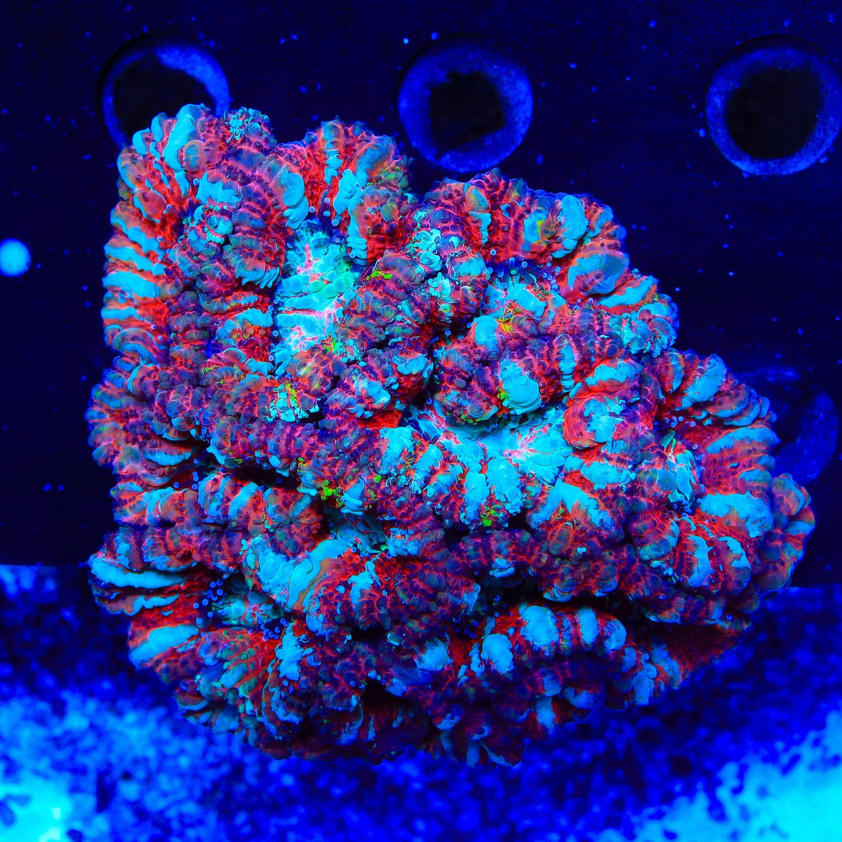 Rainbow Wilsoni Coral – Top Shelf Aquatics