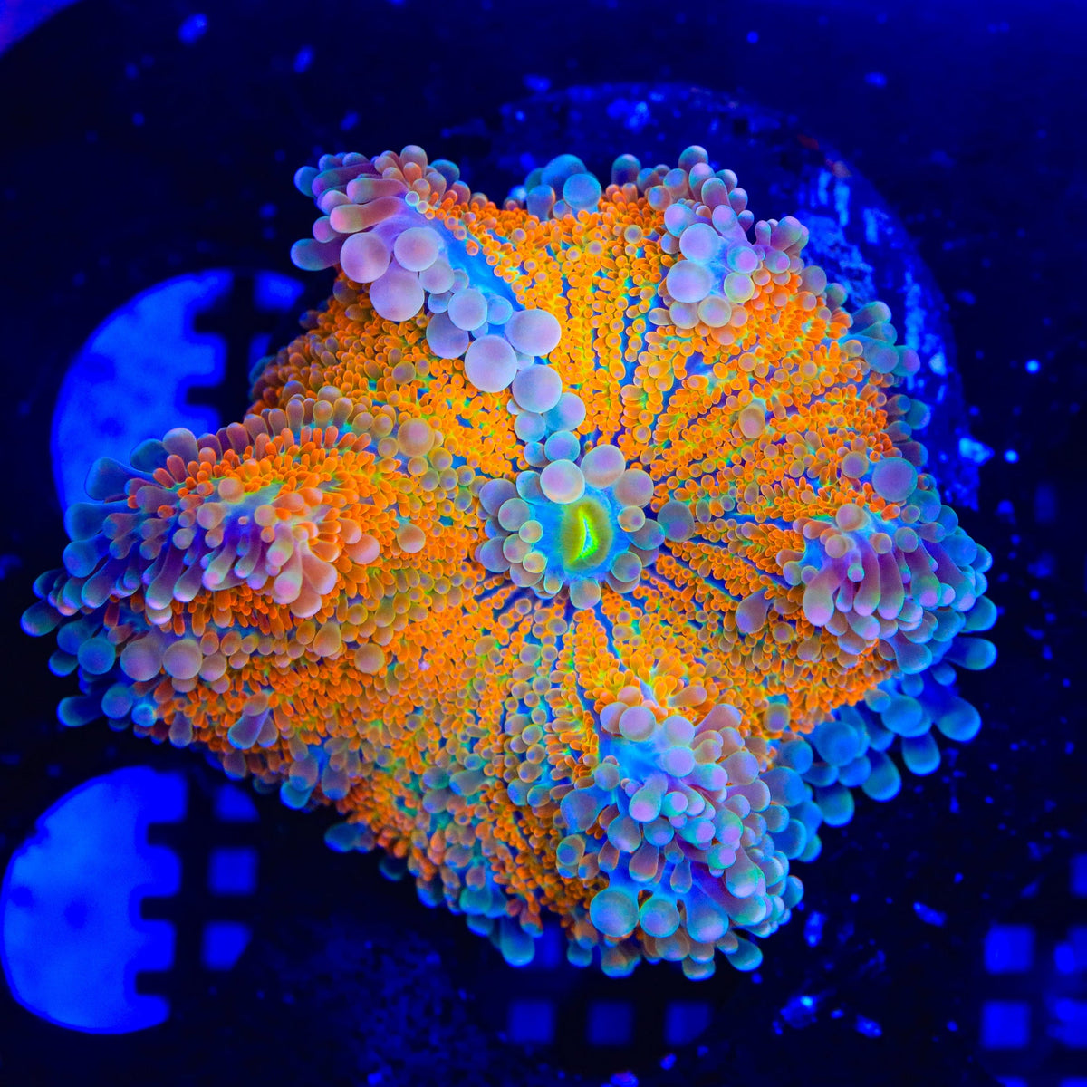 Rainbow Yuma Coral – Top Shelf Aquatics
