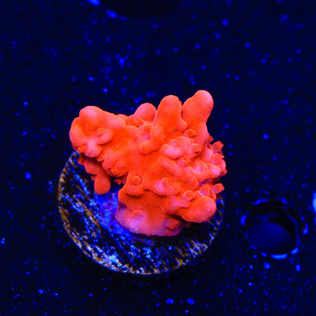 Red Setosa Montipora Coral – Top Shelf Aquatics
