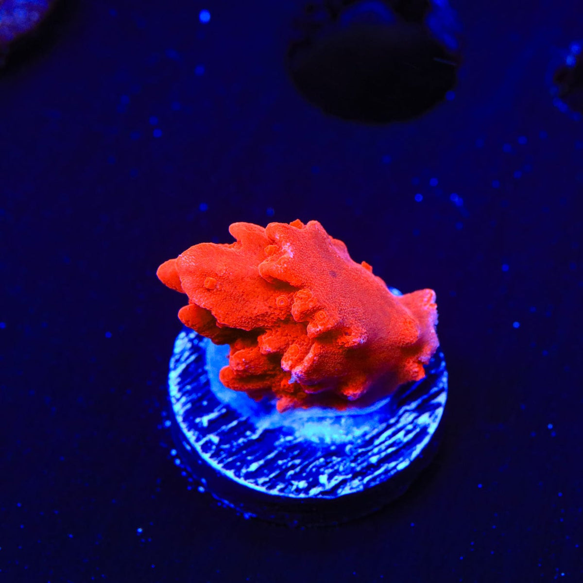 Red Setosa Montipora Coral – Top Shelf Aquatics