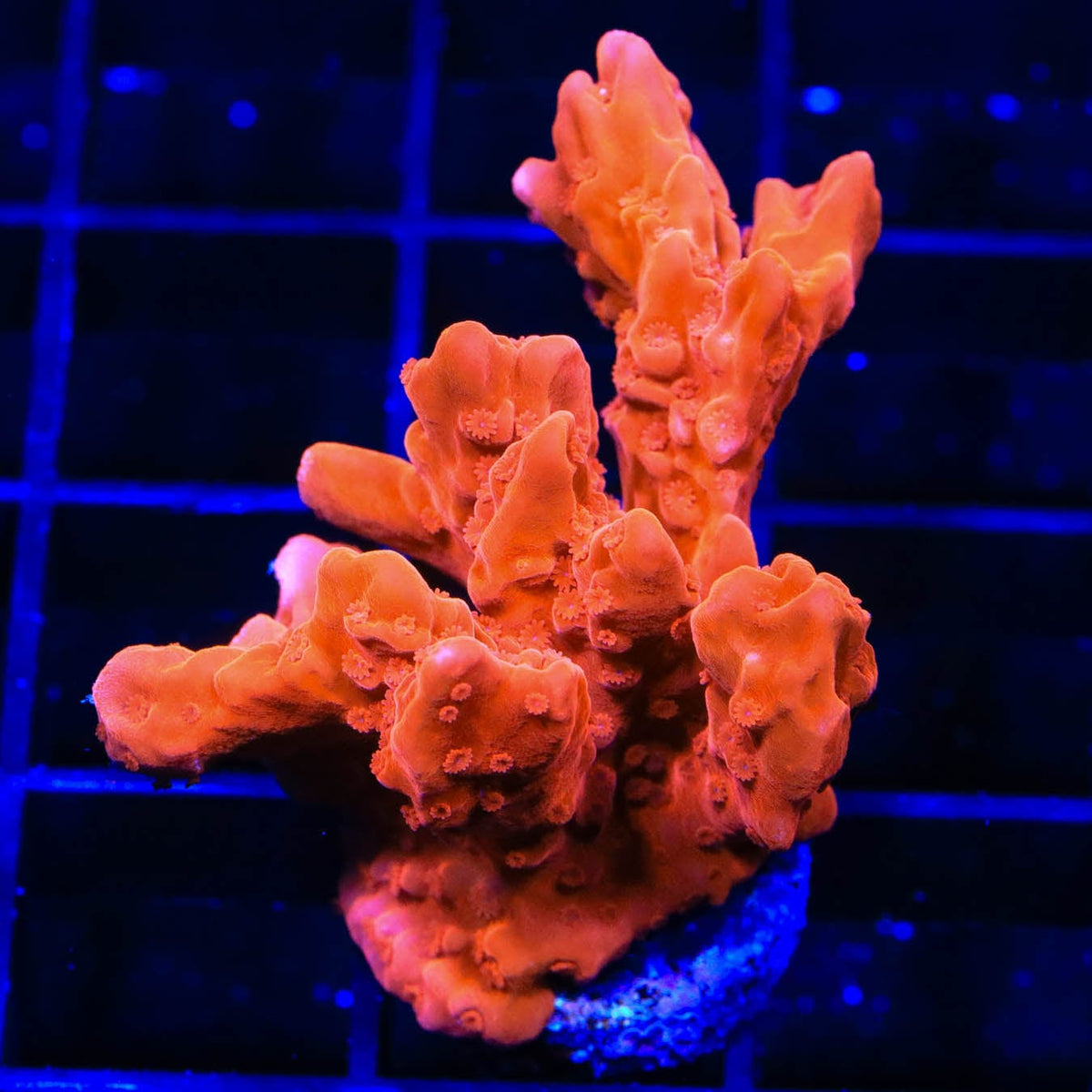 Red Setosa Montipora Coral – Top Shelf Aquatics