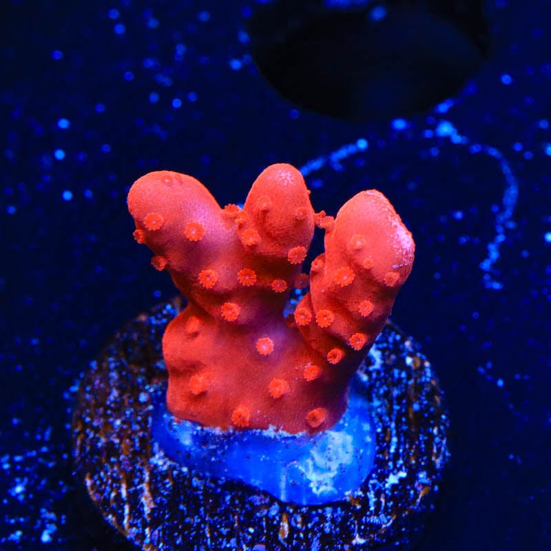 Red Setosa Montipora Coral – Top Shelf Aquatics