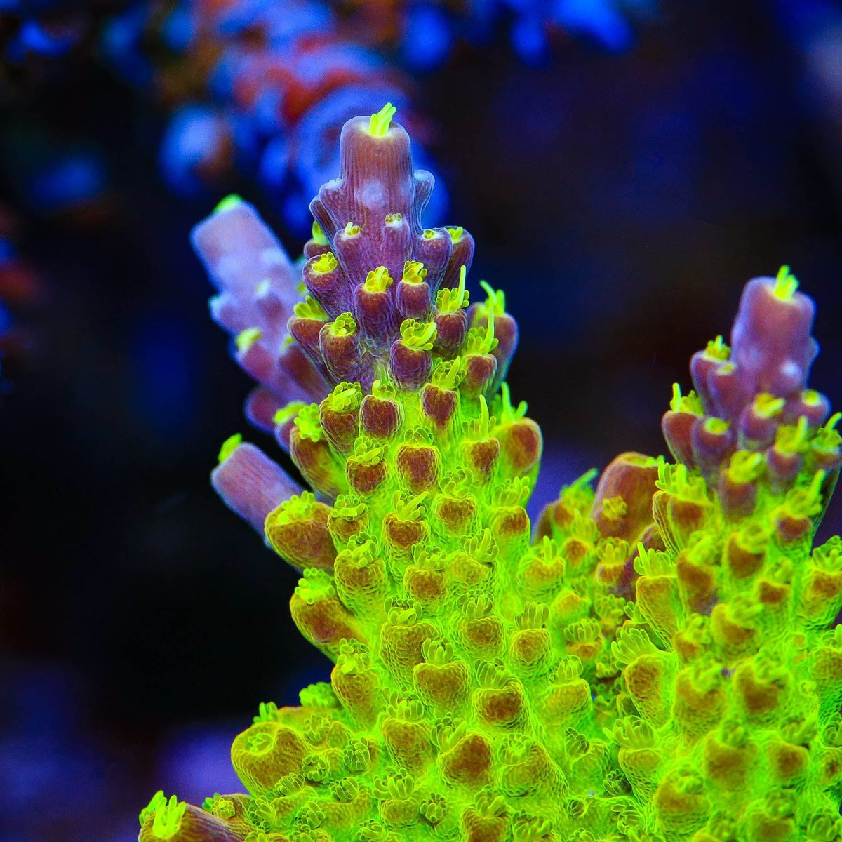 RR Rainbow Loom Acropora Coral – Top Shelf Aquatics