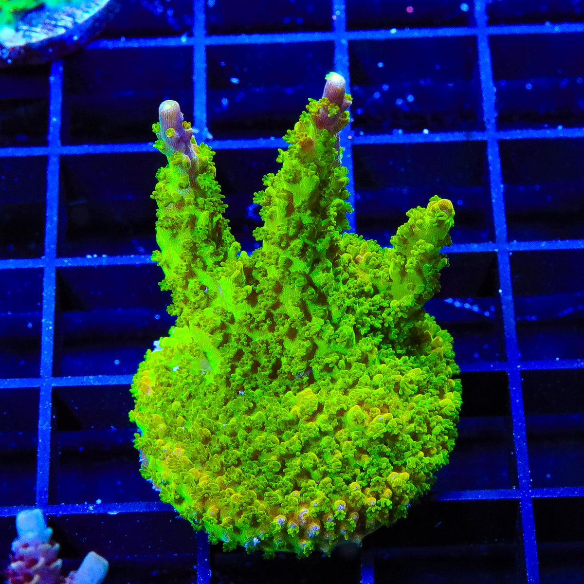 RR Rainbow Loom Acropora XL Frag Coral – Top Shelf Aquatics