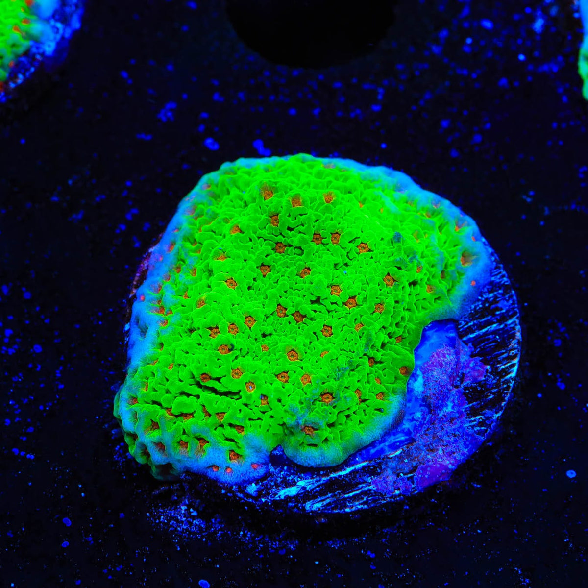 Seasons Greeting Montipora Coral – Top Shelf Aquatics