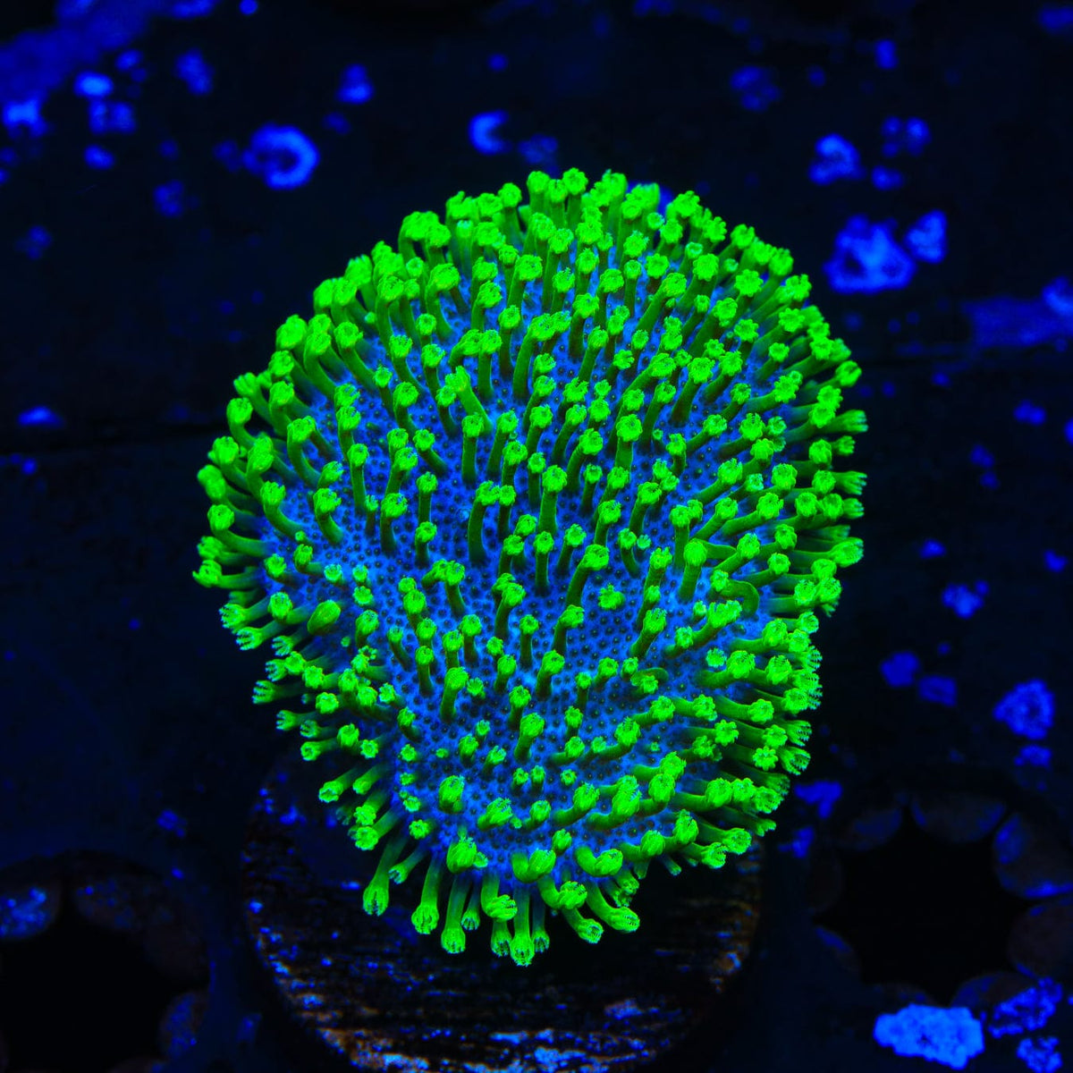 Short Tentacle Toadstool Coral – Top Shelf Aquatics