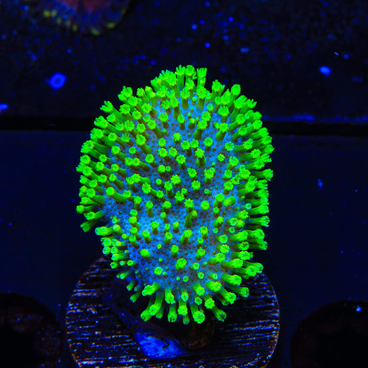 Short Tentacle Toadstool Coral – Top Shelf Aquatics