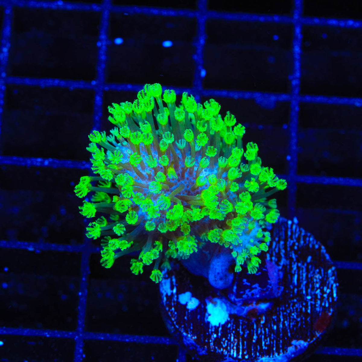 Short Tentacle Toadstool Coral – Top Shelf Aquatics