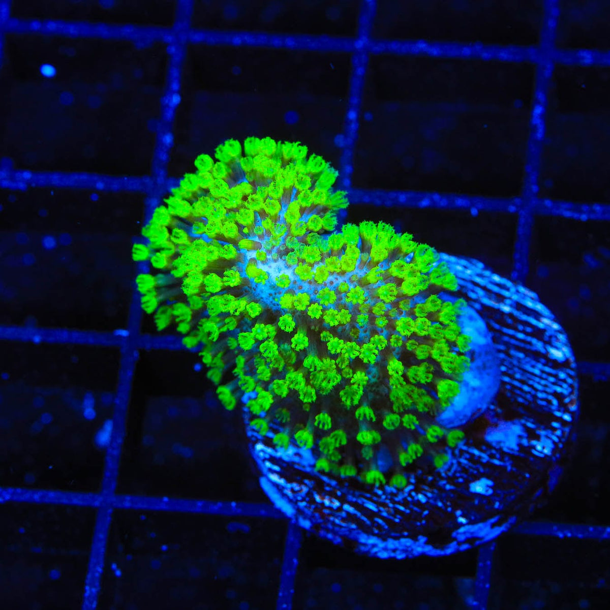Short Tentacle Toadstool Coral – Top Shelf Aquatics