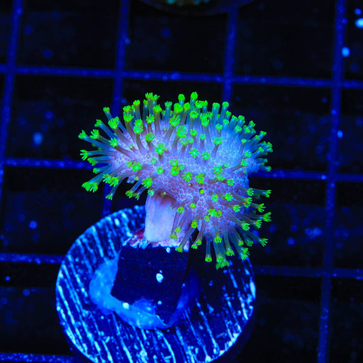 Short Tentacle Toadstool Coral – Top Shelf Aquatics
