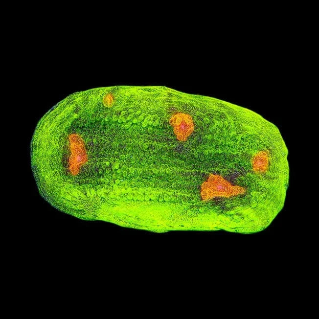 Space Invader Chalice Coral – Top Shelf Aquatics