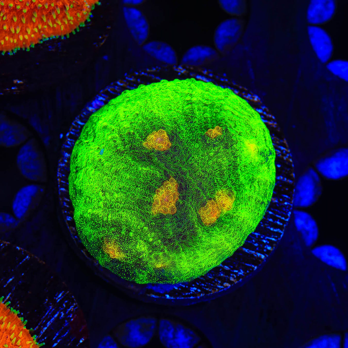 Space Invader Chalice Coral – Top Shelf Aquatics