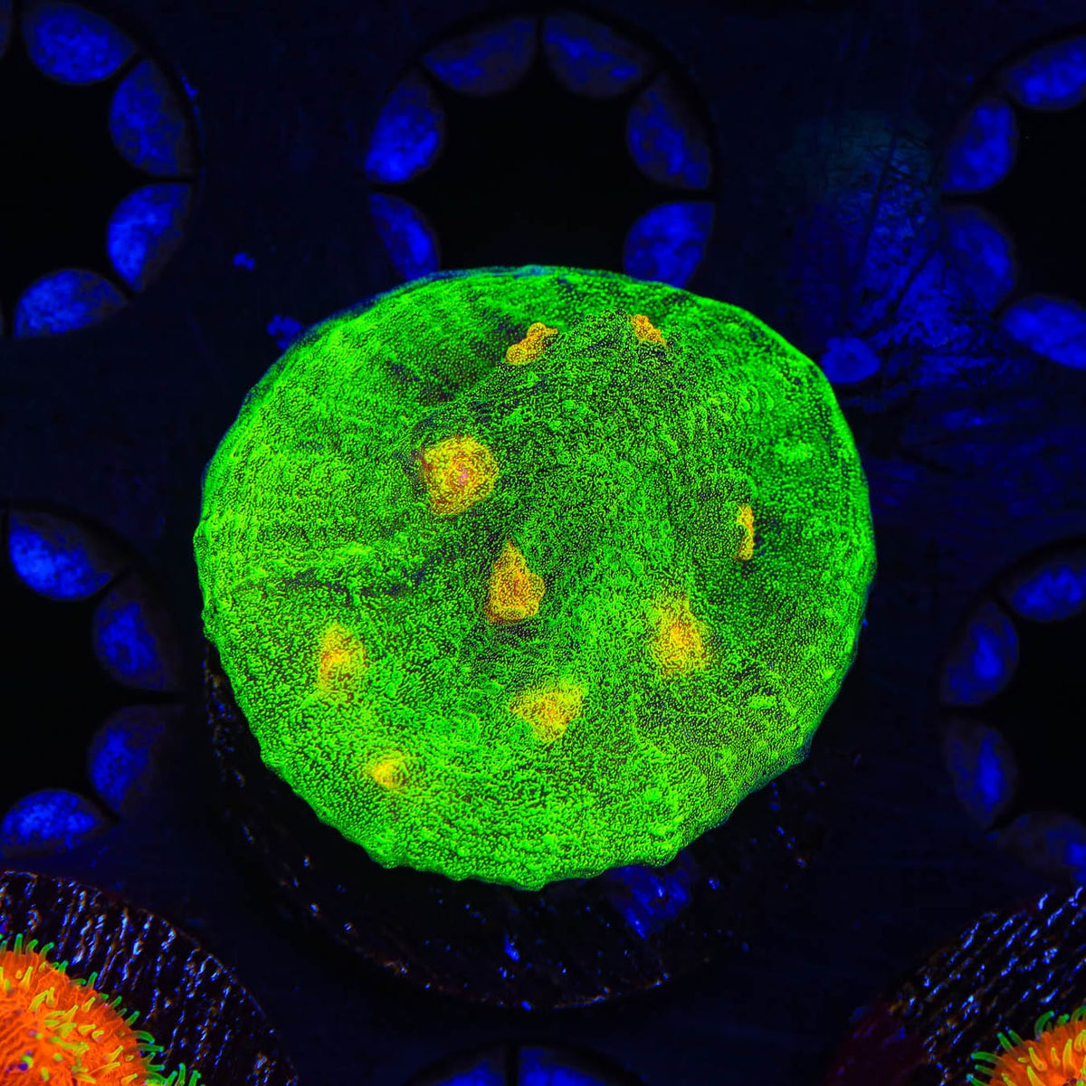 Space Invader Chalice Coral – Top Shelf Aquatics