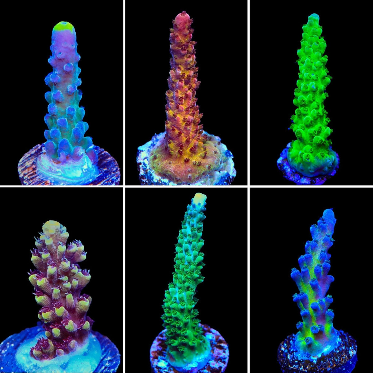 SPS Starter Coral Frag Pack – Top Shelf Aquatics