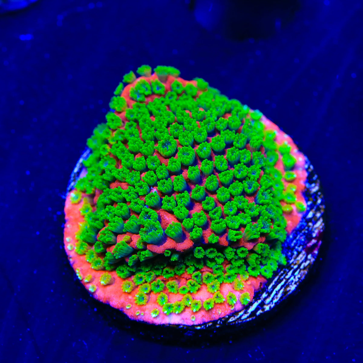 Sunset Montipora Coral – Top Shelf Aquatics