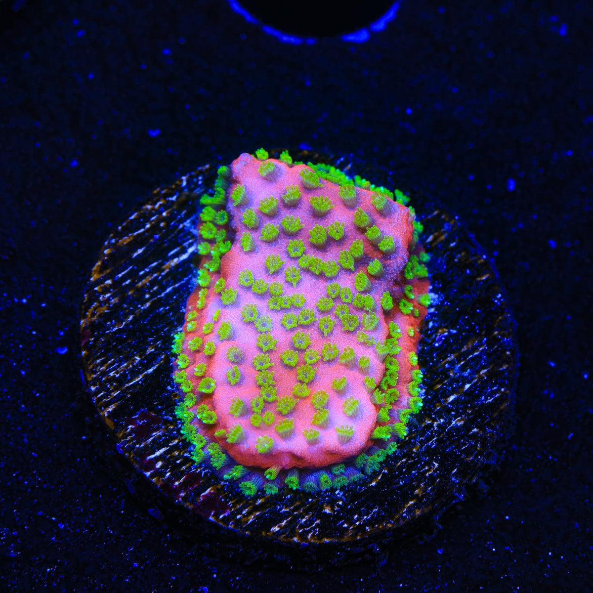 Sunset Montipora Coral – Top Shelf Aquatics