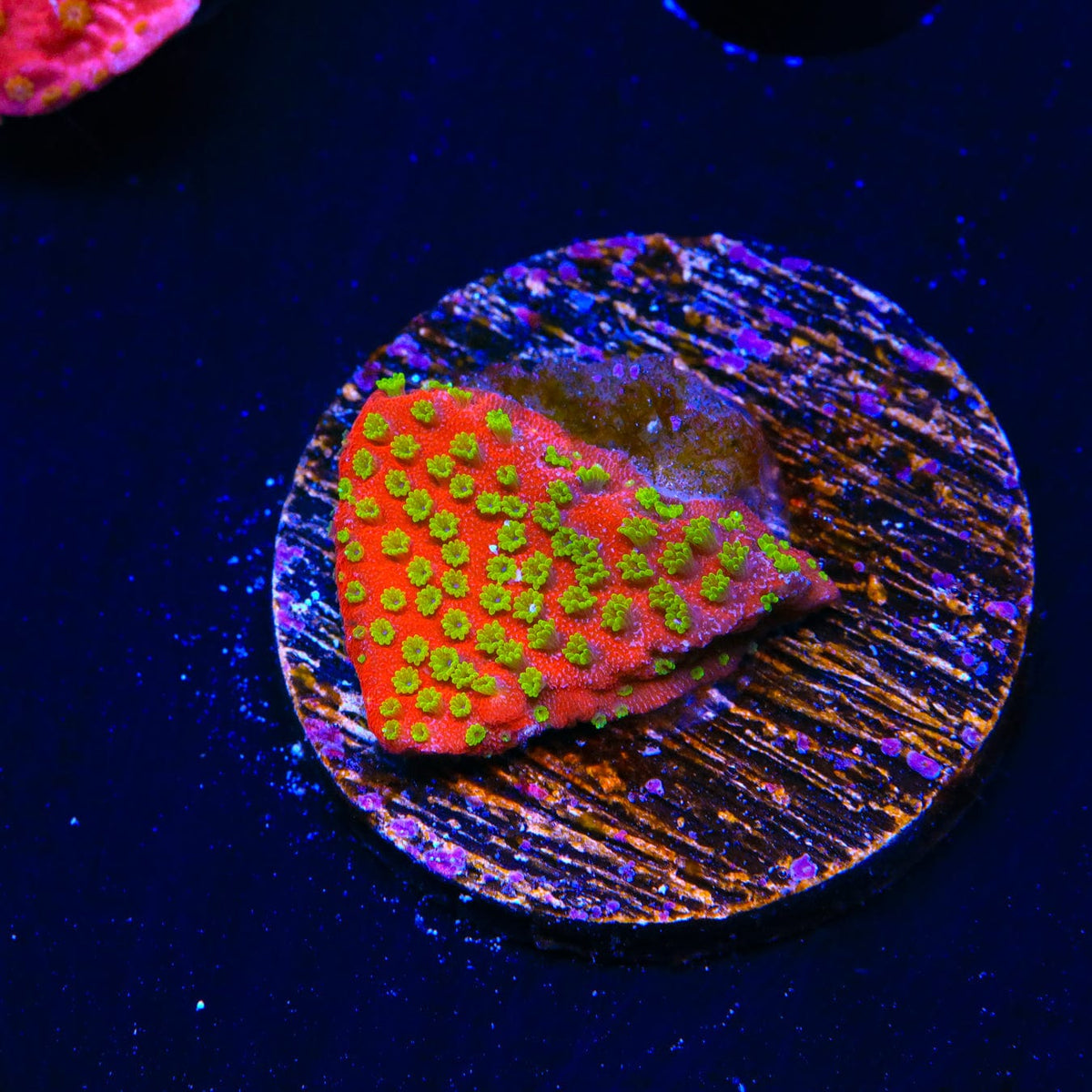 Sunset Montipora Coral – Top Shelf Aquatics