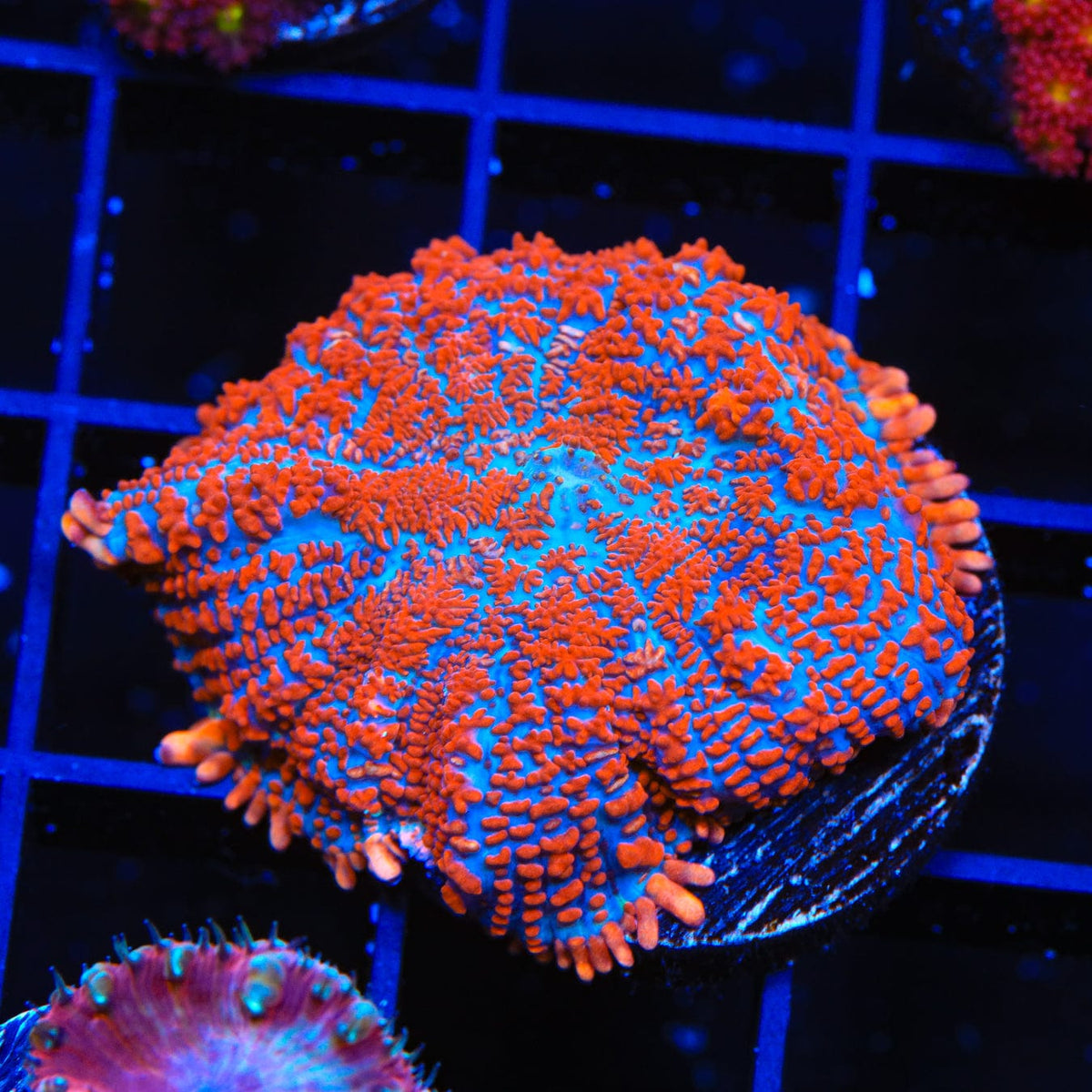 Superman Rhodactis Coral – Top Shelf Aquatics