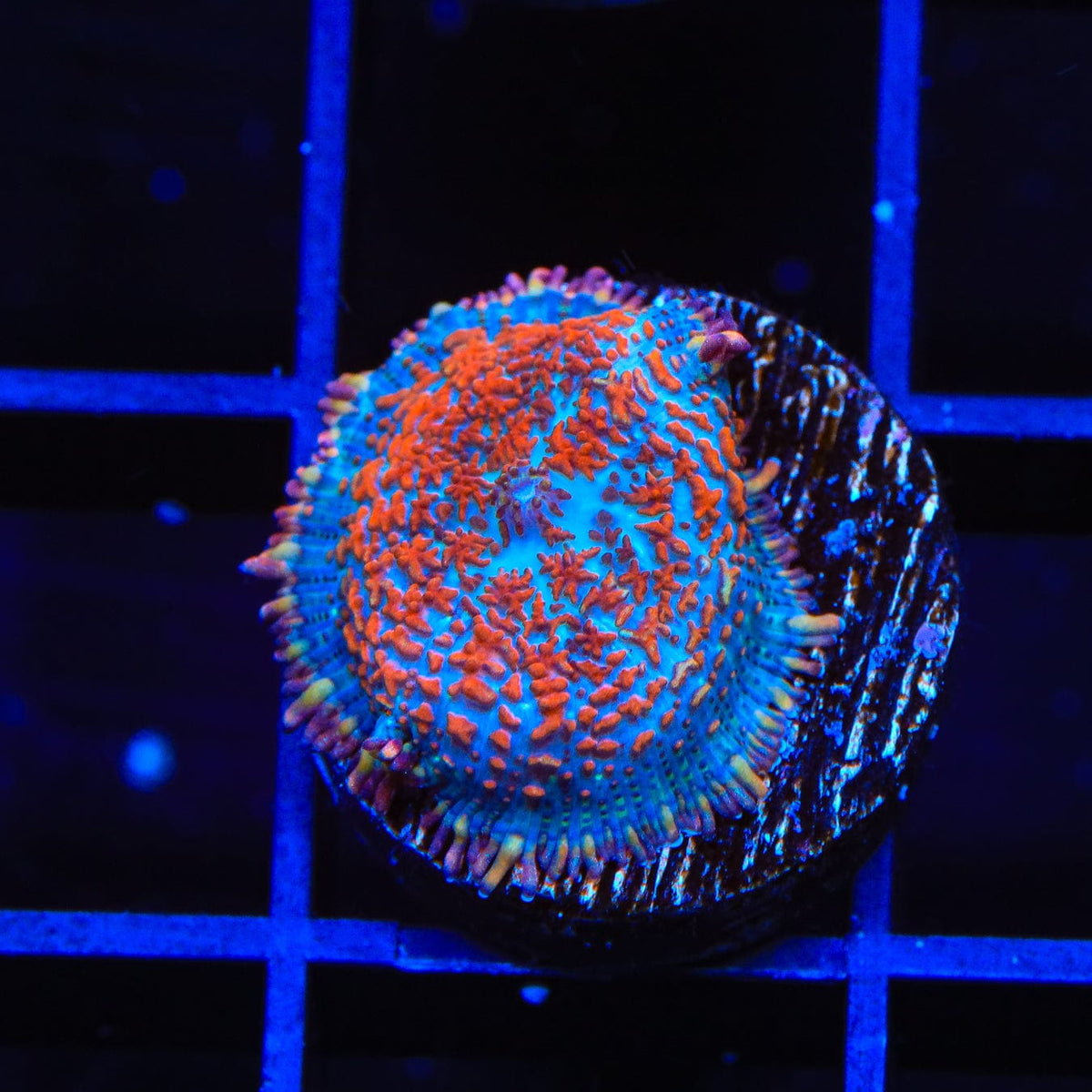Superman Rhodactis Mushroom Coral – Top Shelf Aquatics