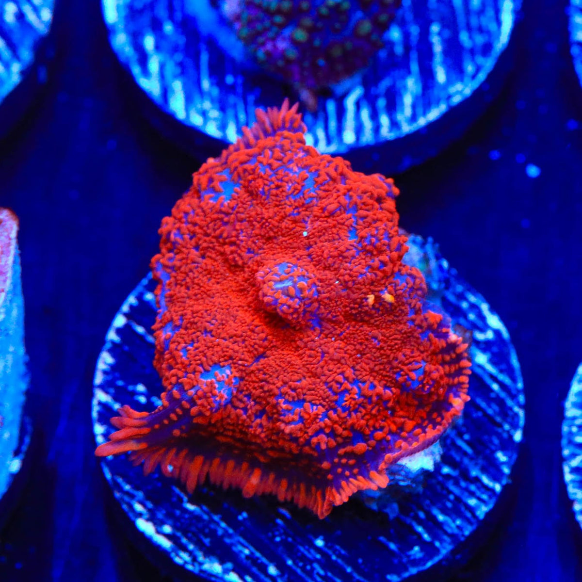 Superman Rhodactis Mushroom Coral – Top Shelf Aquatics