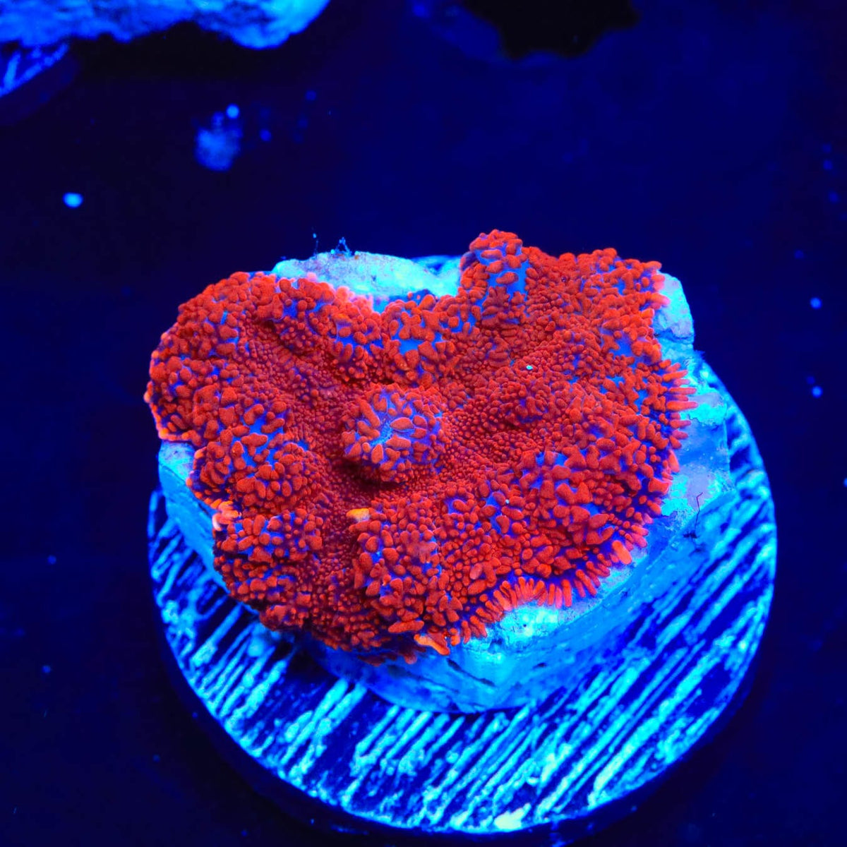 Superman Rhodactis Mushroom Coral – Top Shelf Aquatics