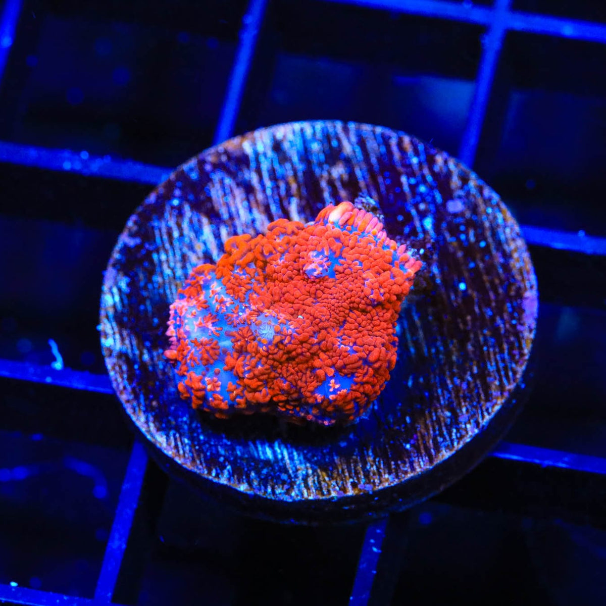 Superman Rhodactis Mushroom Coral – Top Shelf Aquatics