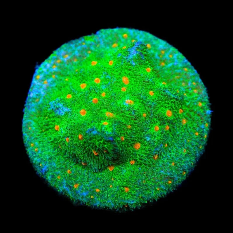 Superstitious Psammocora Coral – Top Shelf Aquatics