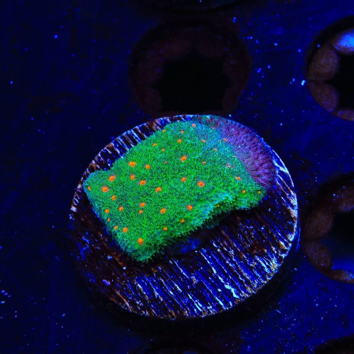 Superstitious Psammocora Coral – Top Shelf Aquatics