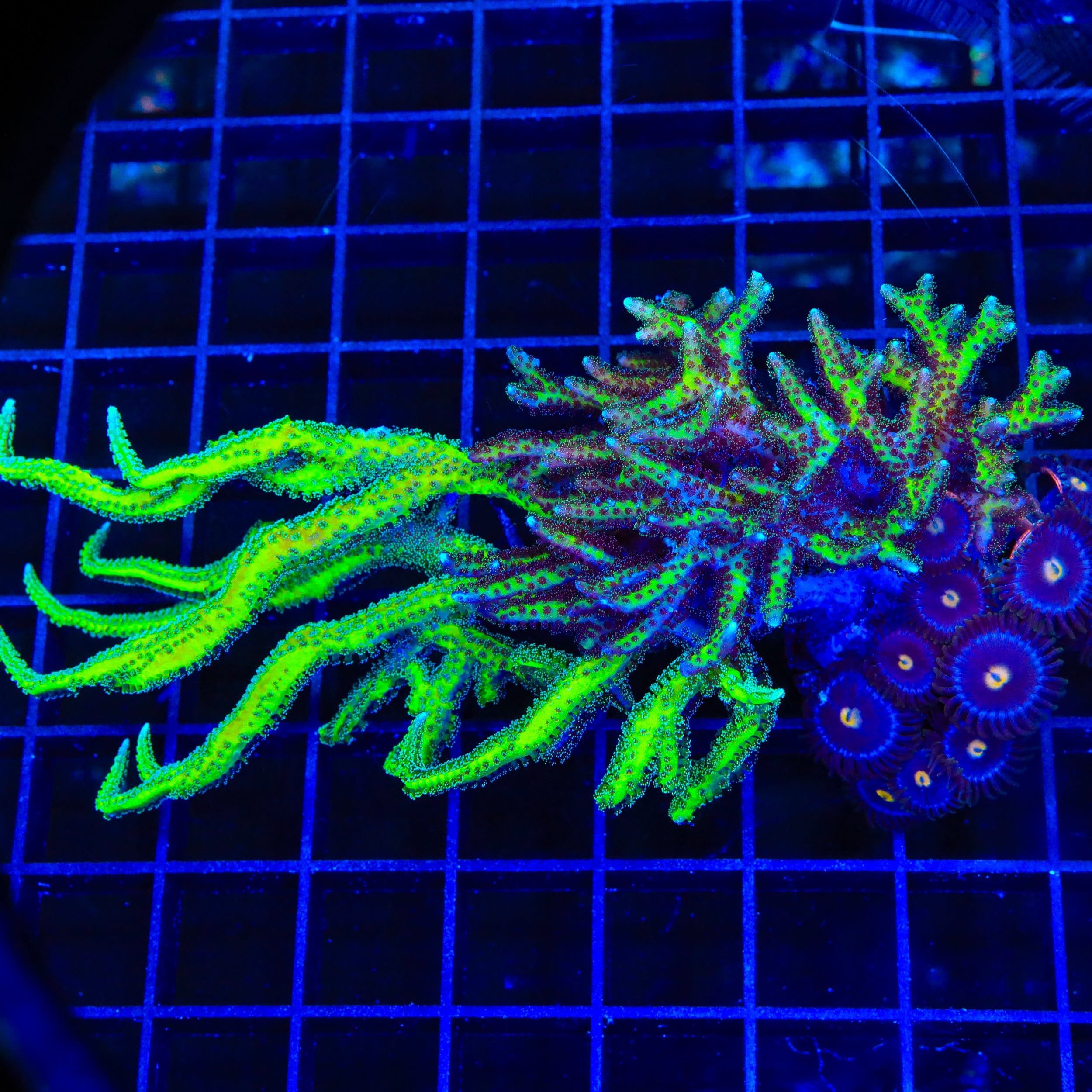 Teal Birdsnest, Blueberry Zoanthids and Dragon Claw Birdsnest Colony ...