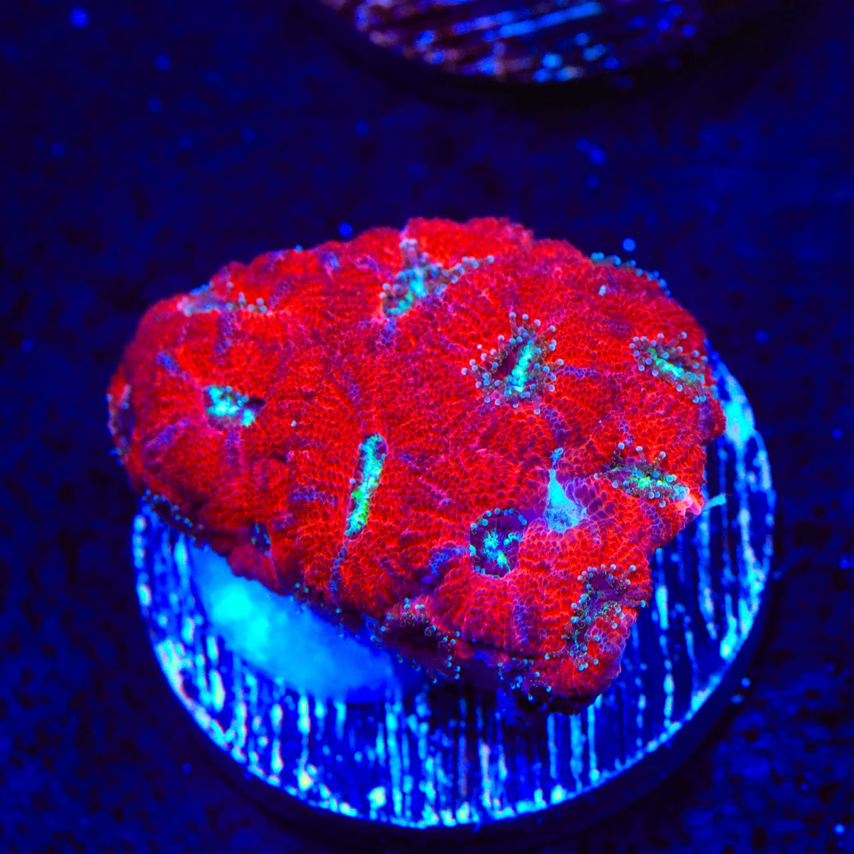 Toxic Pool Micromussa Acan Coral – Top Shelf Aquatics