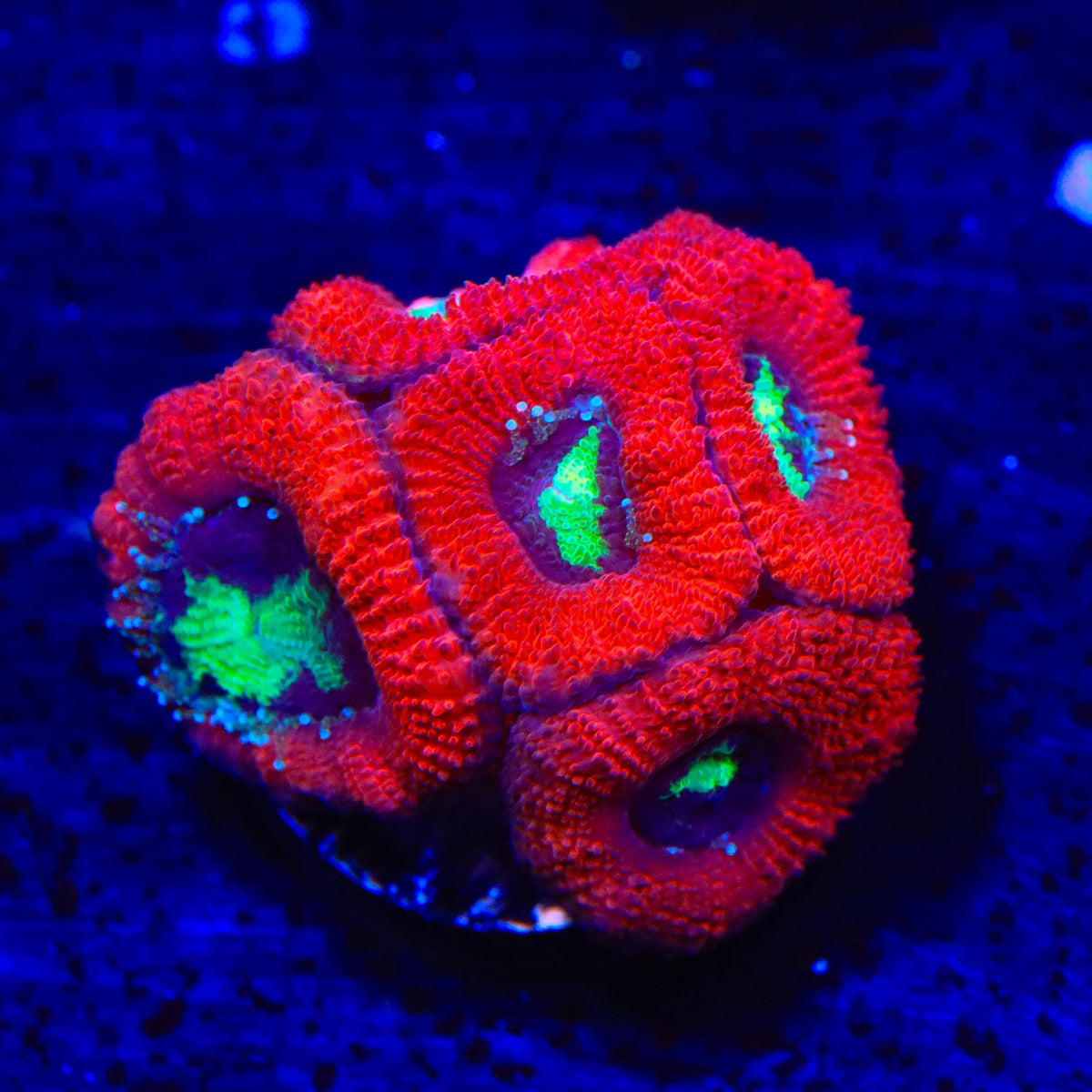 Toxic Pool Micromussa Acan Coral – Top Shelf Aquatics