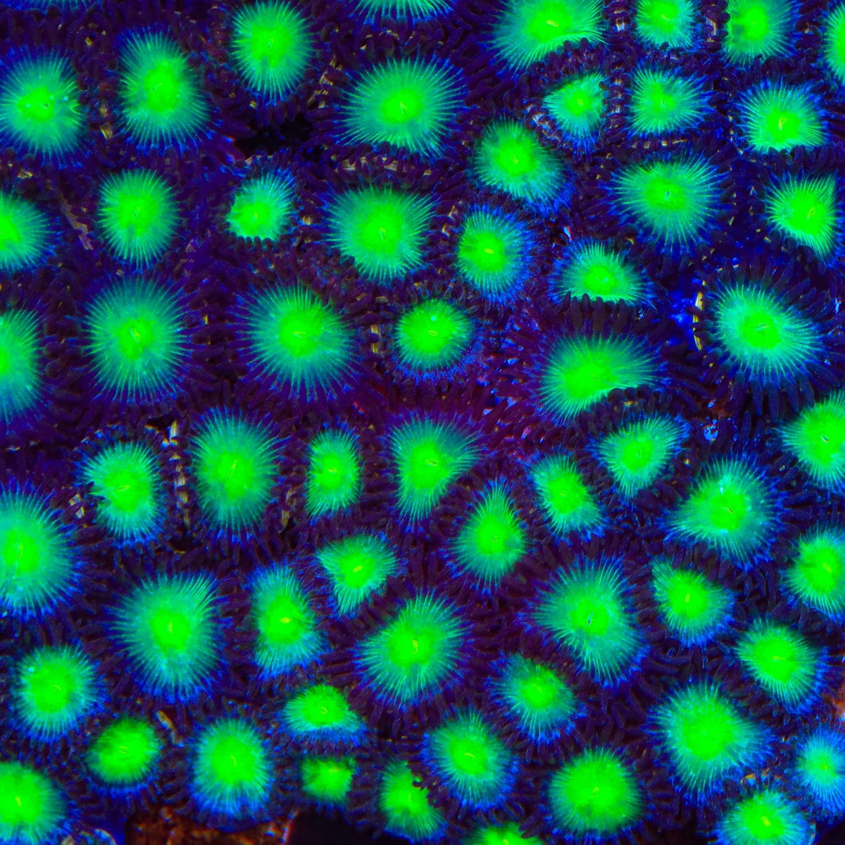 TSA Alien Nipples Zoanthids Coral – Top Shelf Aquatics