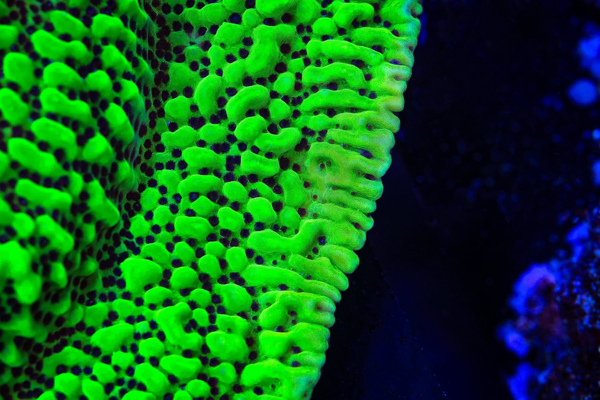 TSA Appleberry Montipora Coral – Top Shelf Aquatics