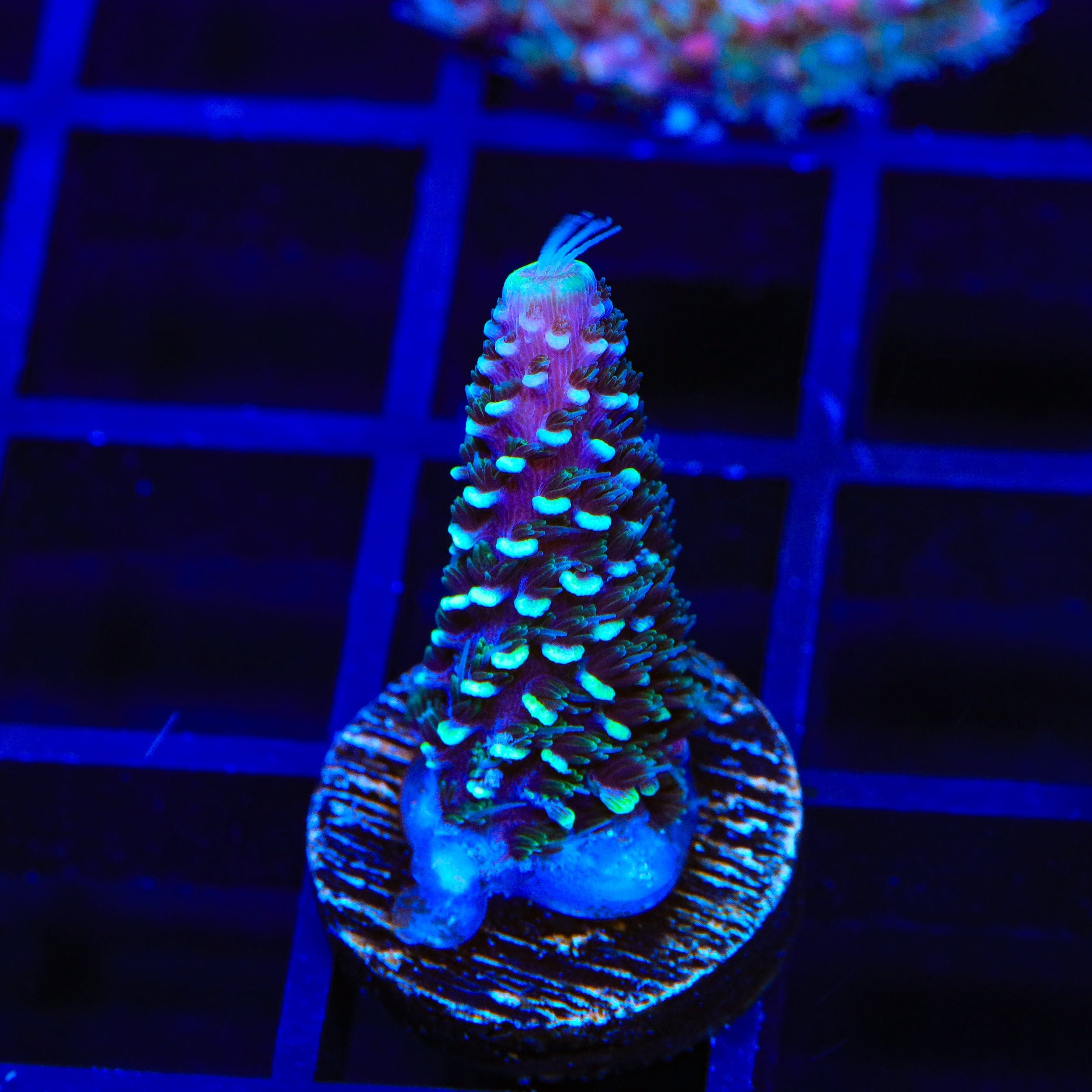 TSA Aqua Matrix Acropora Coral – Top Shelf Aquatics