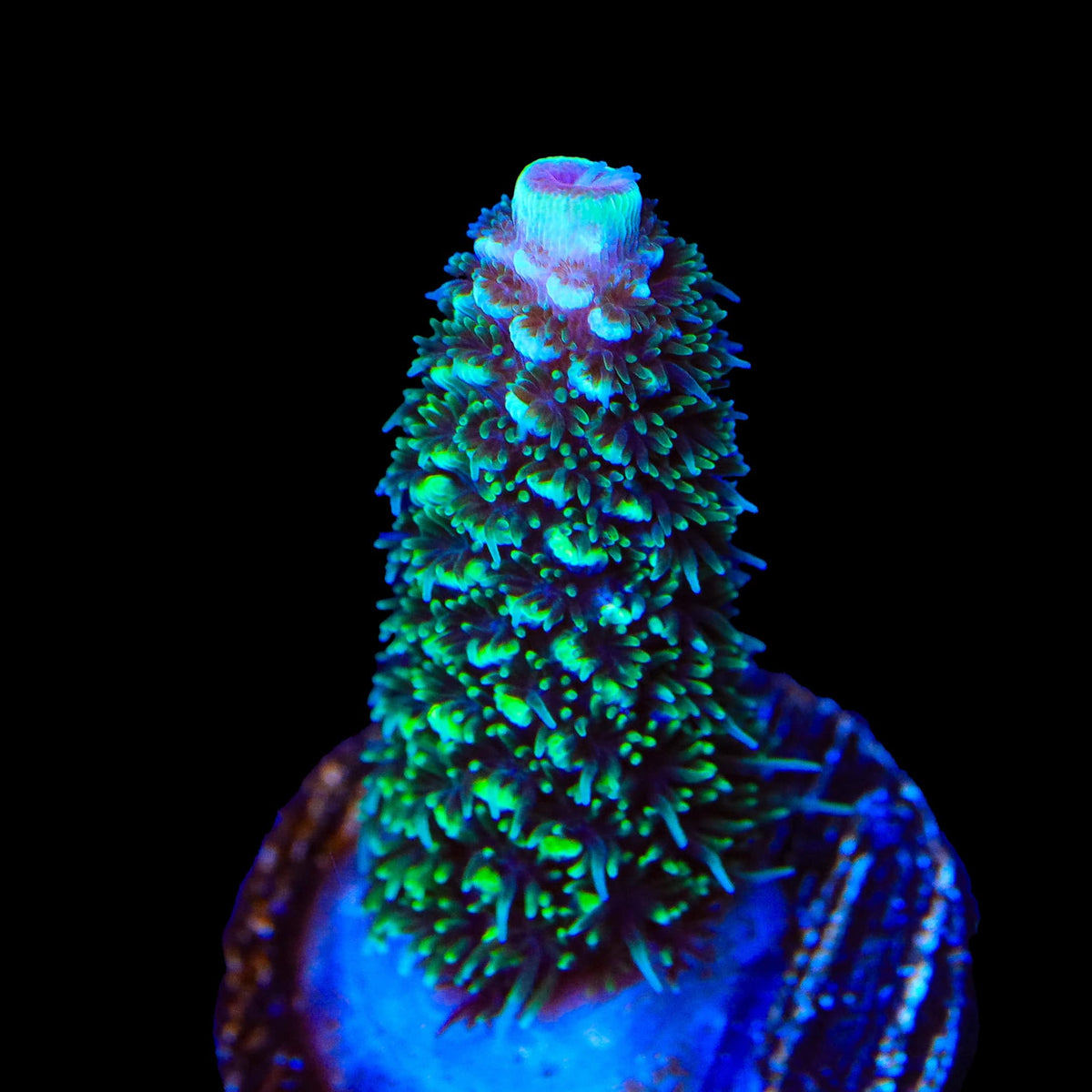 TSA Aqua Matrix Acropora Coral – Top Shelf Aquatics