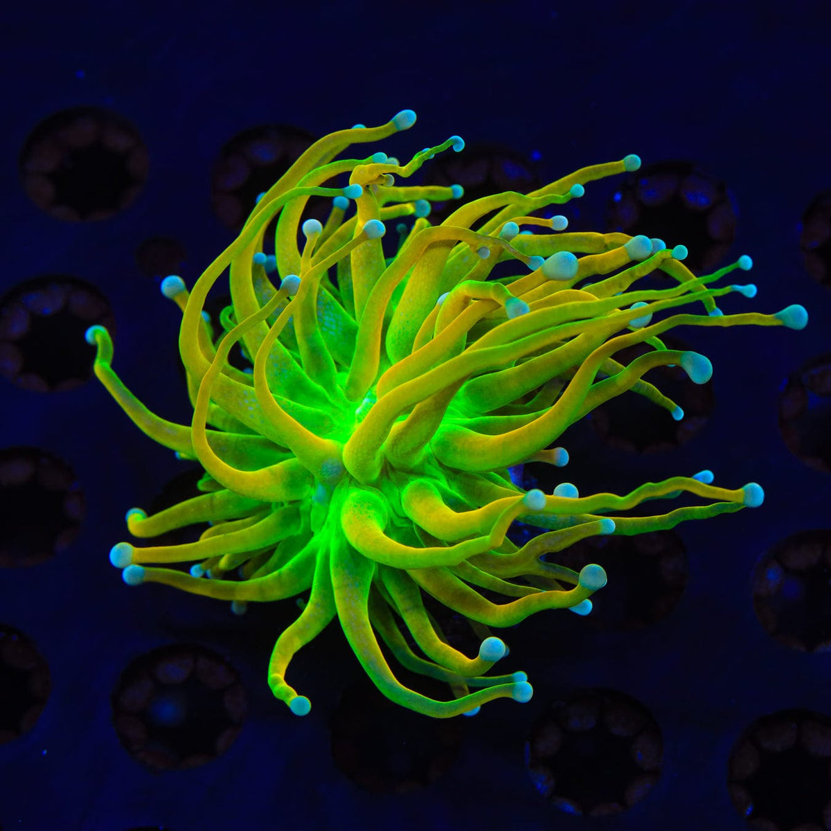 TSA Baby Grail Torch Coral – Top Shelf Aquatics