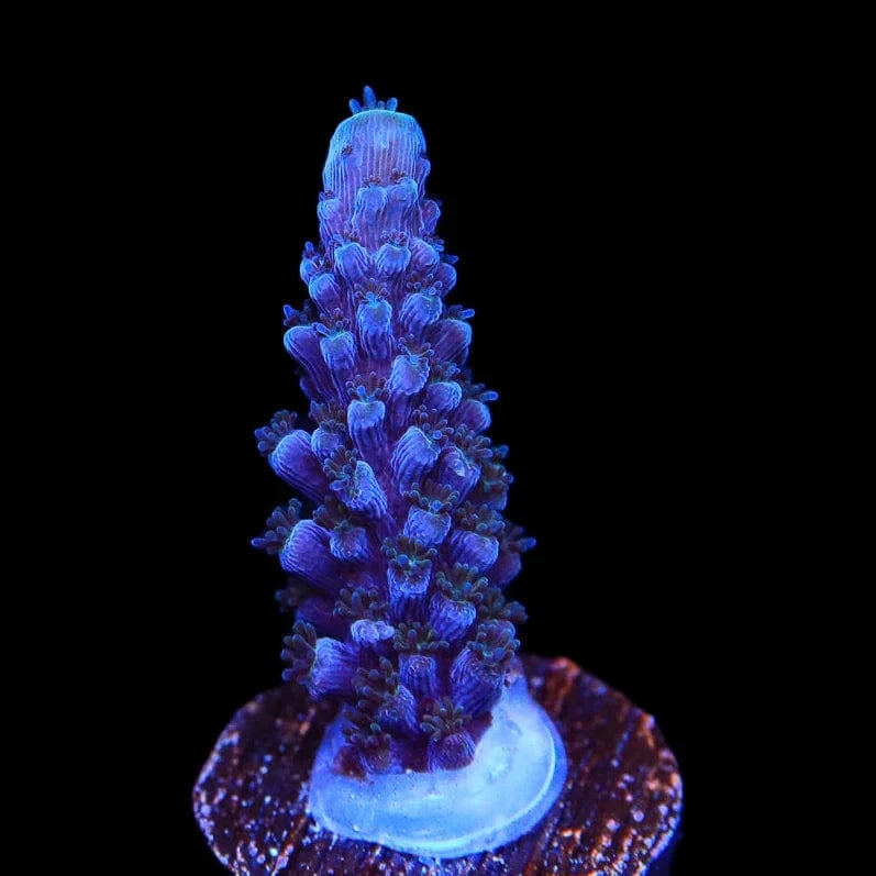 TSA Bali Blue Slimer Acropora Coral – Top Shelf Aquatics