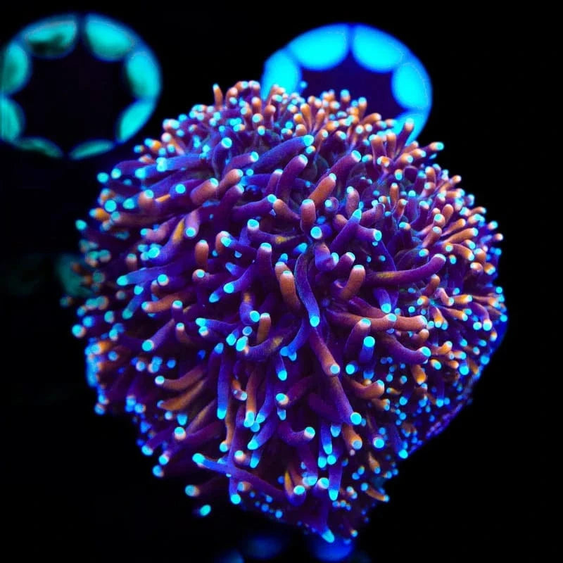 TSA Battlestar Galaxea Coral – Top Shelf Aquatics
