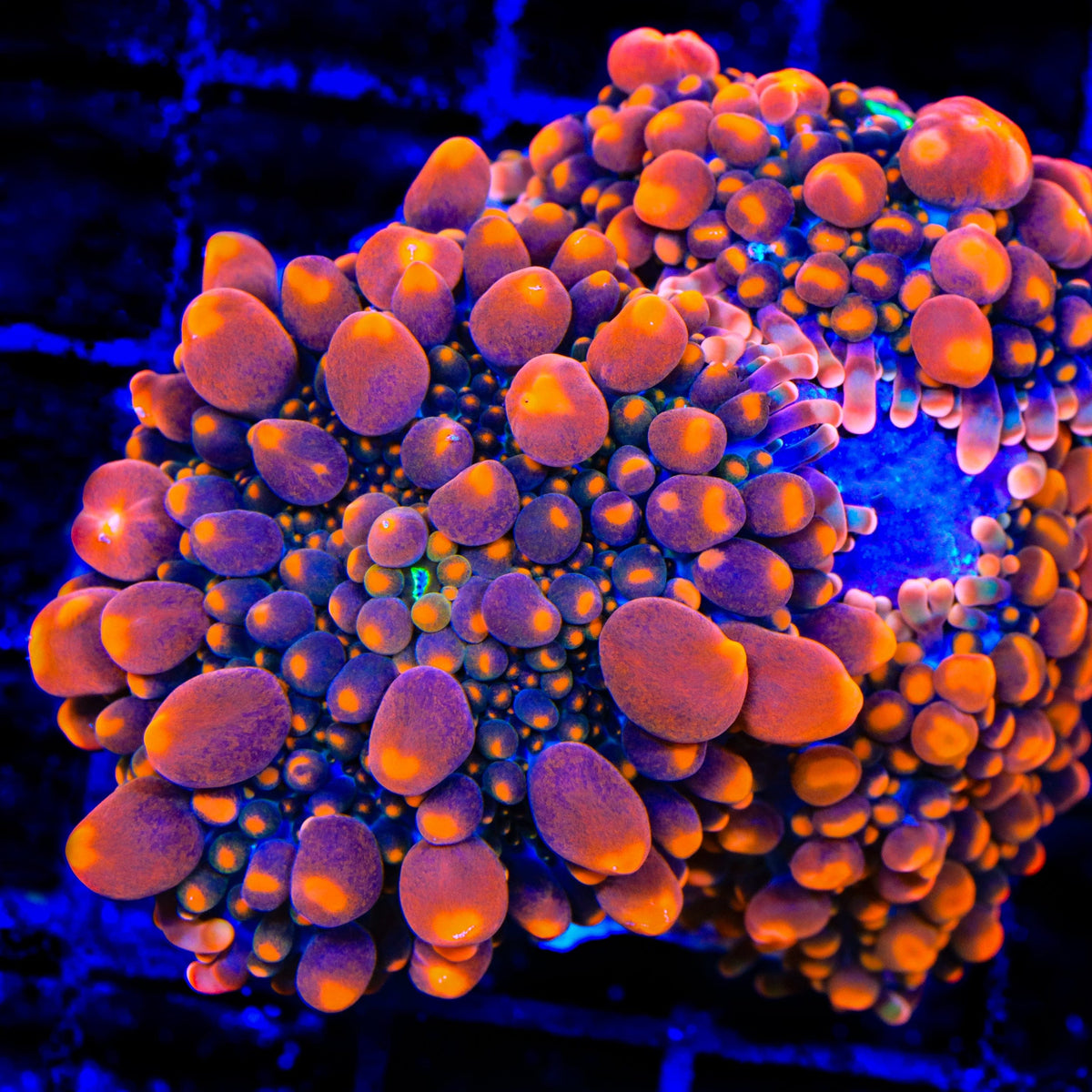 TSA BBL Bounce Yuma Mushroom Coral – Top Shelf Aquatics