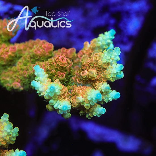 TSA Bill Murray Acropora Coral – Top Shelf Aquatics