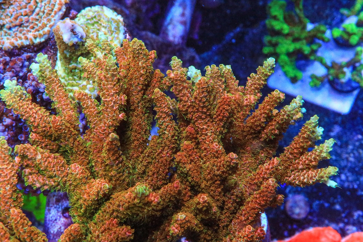 TSA Bill Murray Acropora Coral – Top Shelf Aquatics