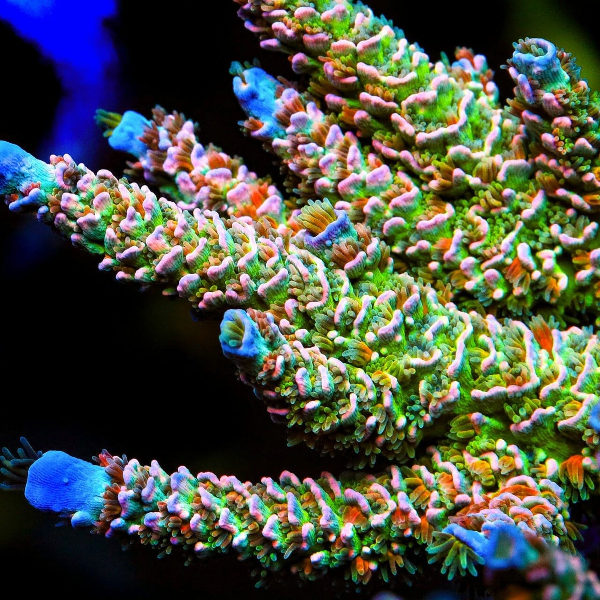 TSA BioShock Tenuis Acropora Coral – Top Shelf Aquatics