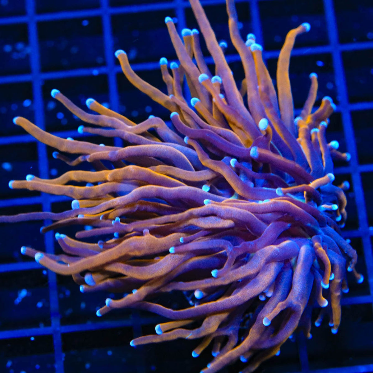 TSA Bizzaro Torch Coral – Top Shelf Aquatics