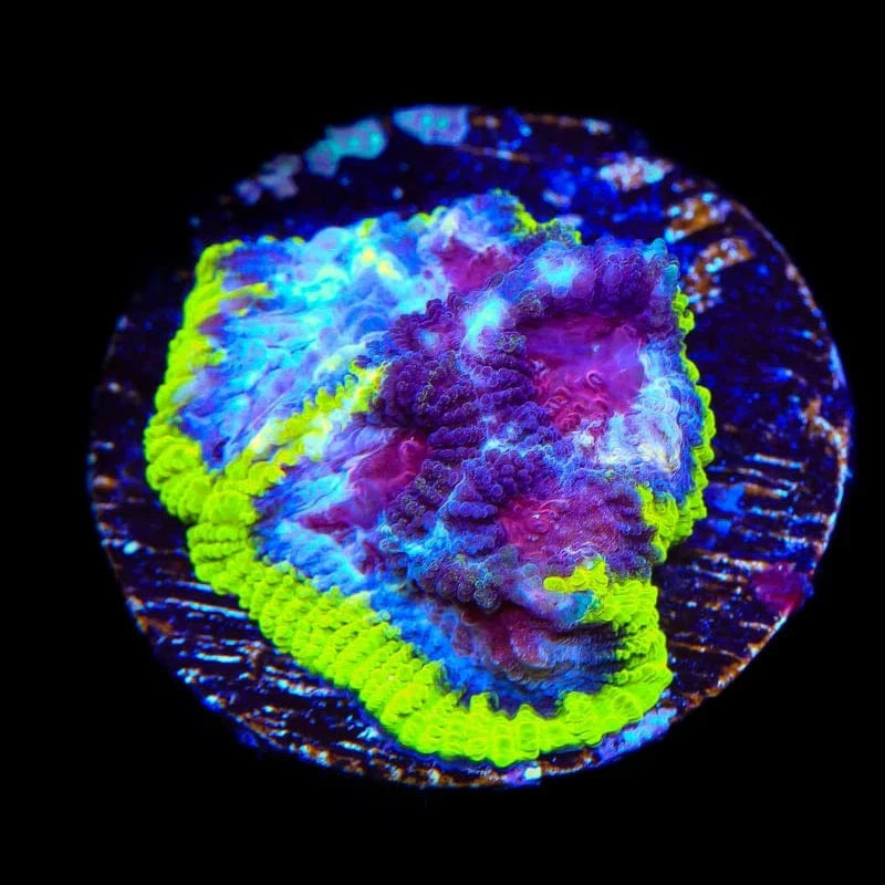 TSA Black Mamba Favia Coral – Top Shelf Aquatics