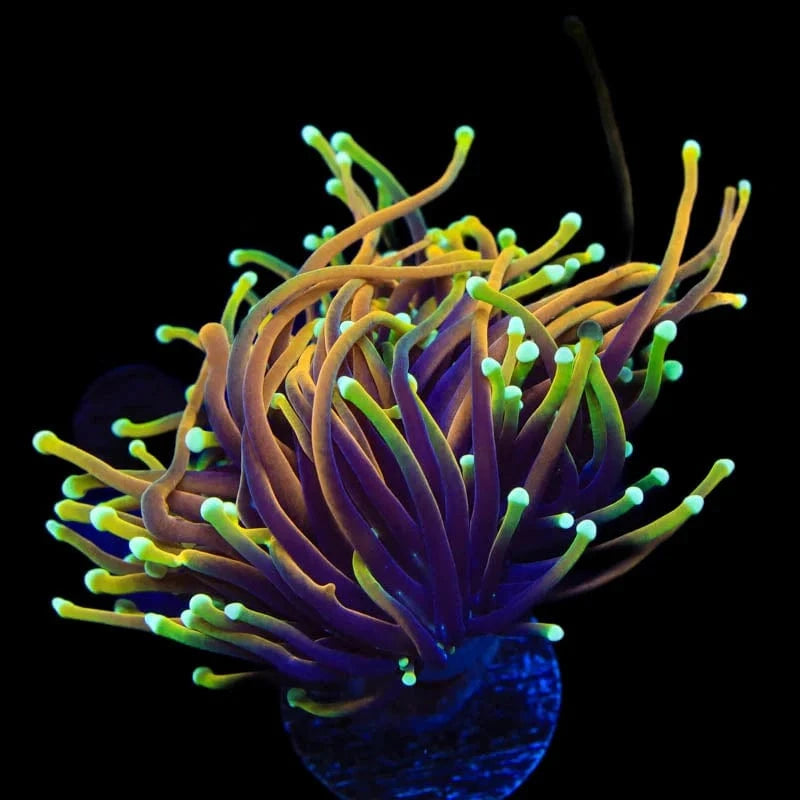 TSA Blowtorch Torch Coral – Top Shelf Aquatics