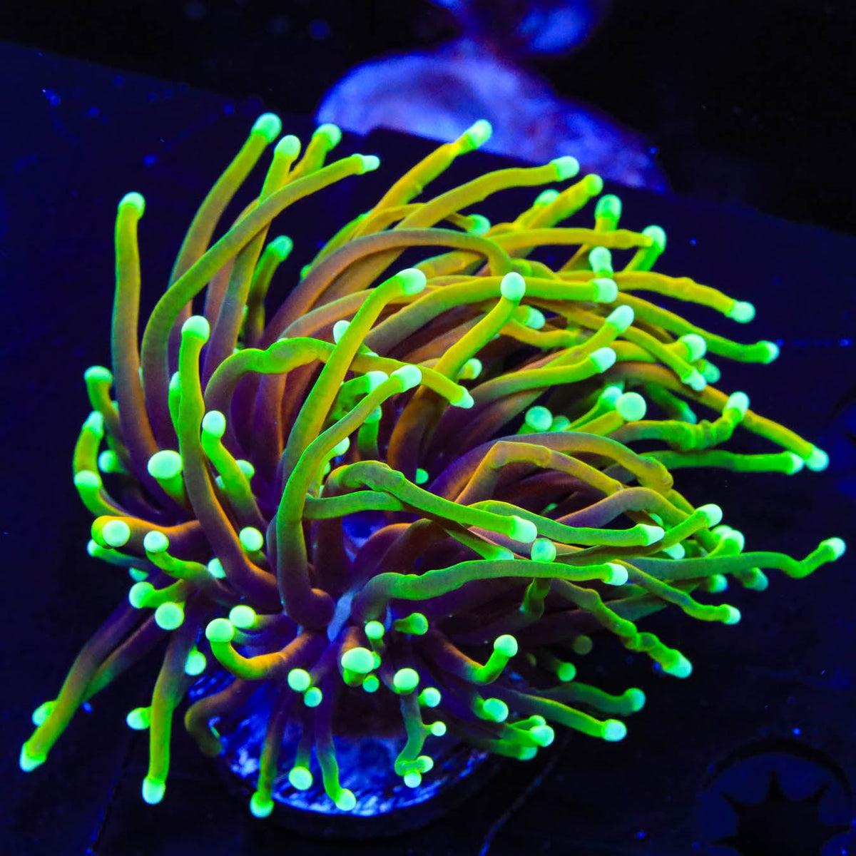 TSA Blowtorch Torch Coral – Top Shelf Aquatics