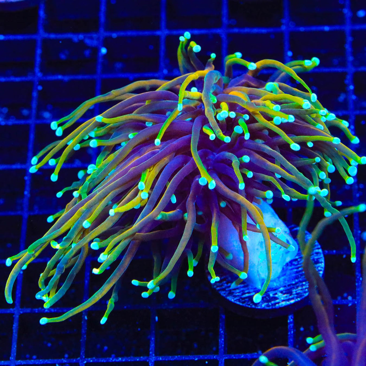 TSA Blowtorch Torch Coral – Top Shelf Aquatics