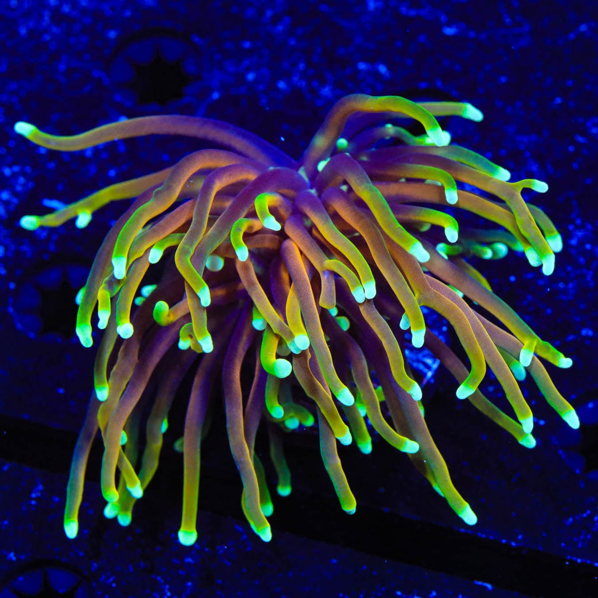 TSA Blowtorch Torch Coral – Top Shelf Aquatics