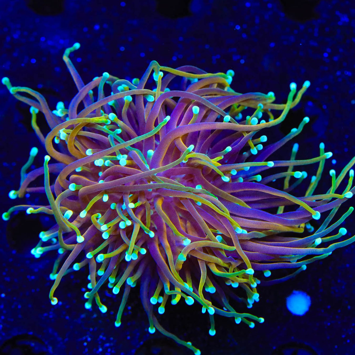 TSA Blowtorch Torch Coral – Top Shelf Aquatics