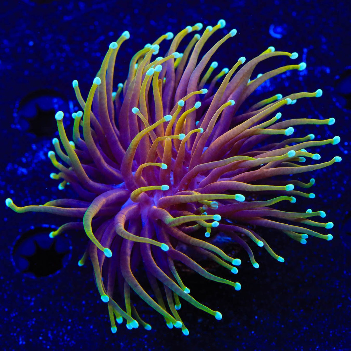 TSA Blowtorch Torch Coral – Top Shelf Aquatics